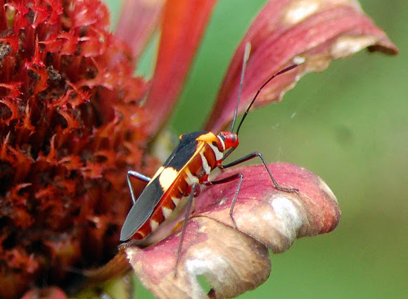 Coreid bug | Project Noah