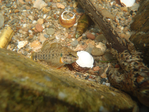 Redline Darter | Project Noah