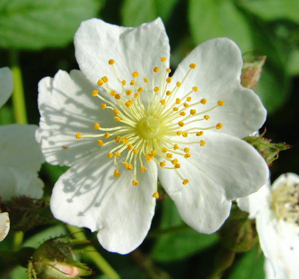 Multiflora Rose | Project Noah