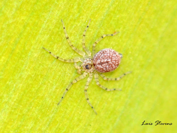 Wall spider | Project Noah