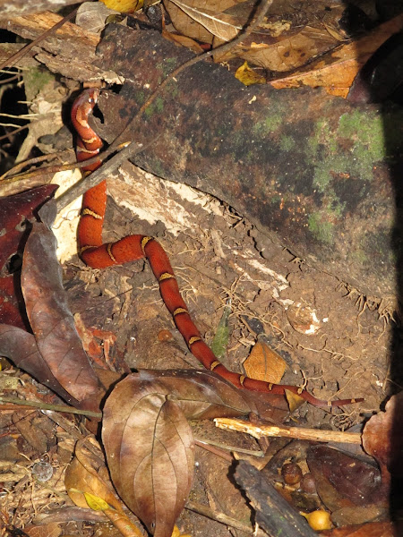 Brown kukri snake | Project Noah