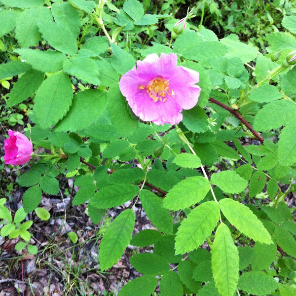 Alberta wild rose | Project Noah
