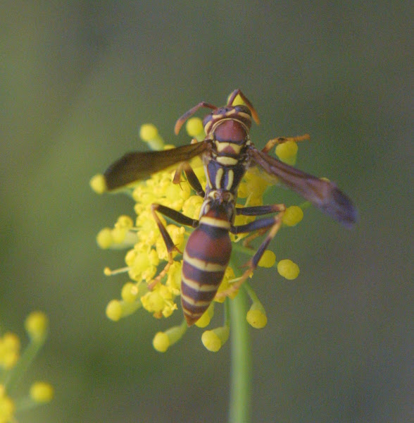 Common Paper Wasp | Project Noah