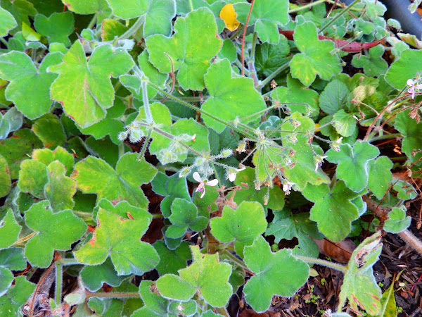 Pine scented geranium | Project Noah