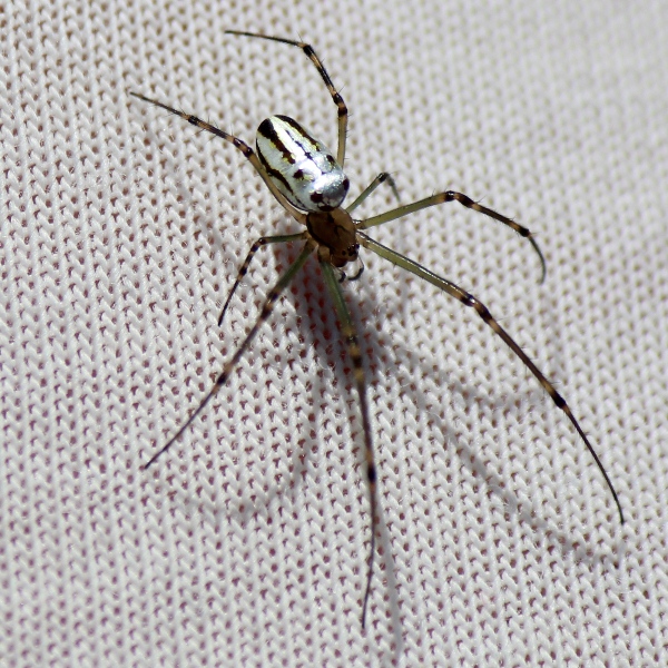 Silver Orb Spider | Project Noah