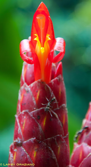 Red Button Ginger | Project Noah