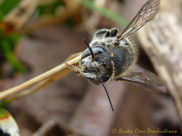 African Carder bee | Project Noah