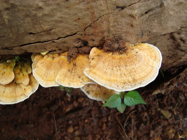 Ganoderma applanatum | Project Noah