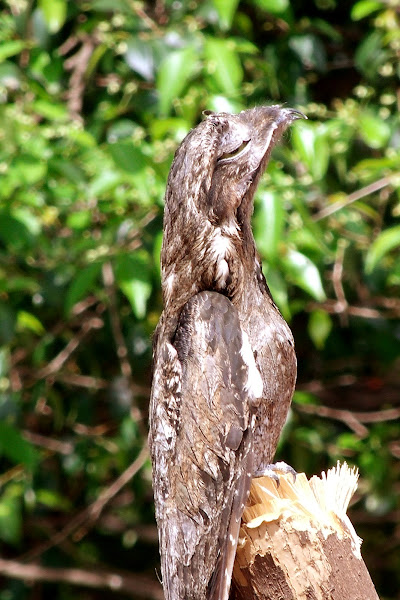 Urutau | Project Noah