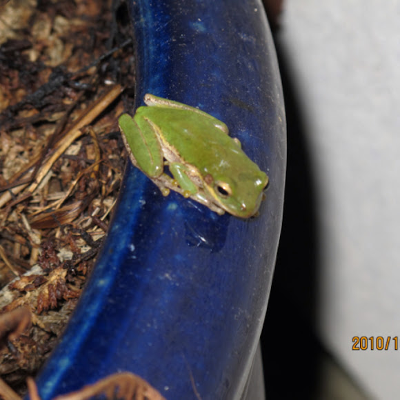 American green tree frog | Project Noah