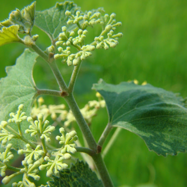 Flora of Kerala | Project Noah