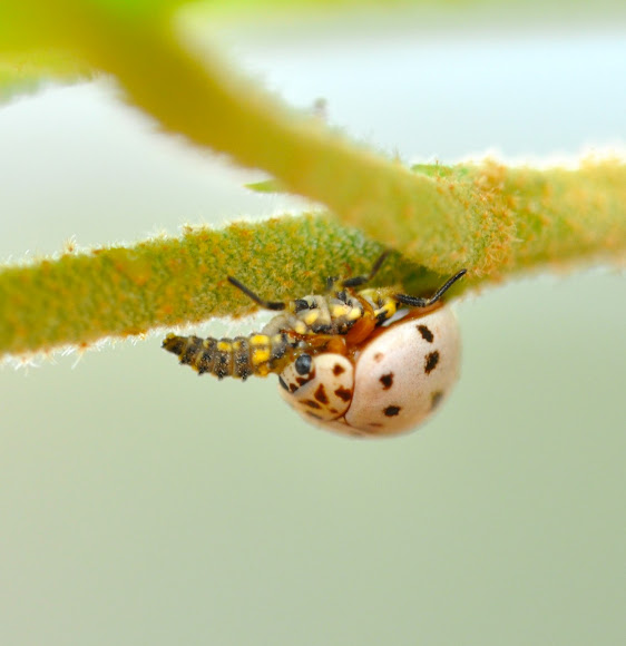 Ashy-gray Lady Beetle | Project Noah