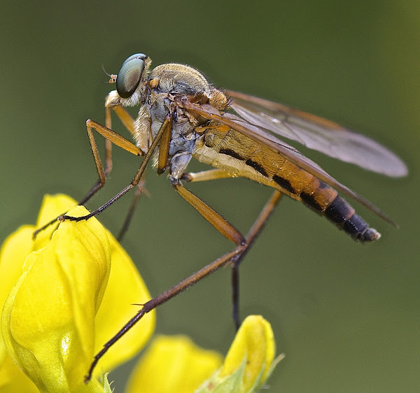 Robber fly, Assassin fly | Project Noah