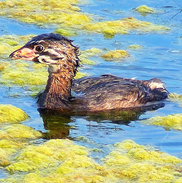 Pied Billed Grebe Chick | Project Noah
