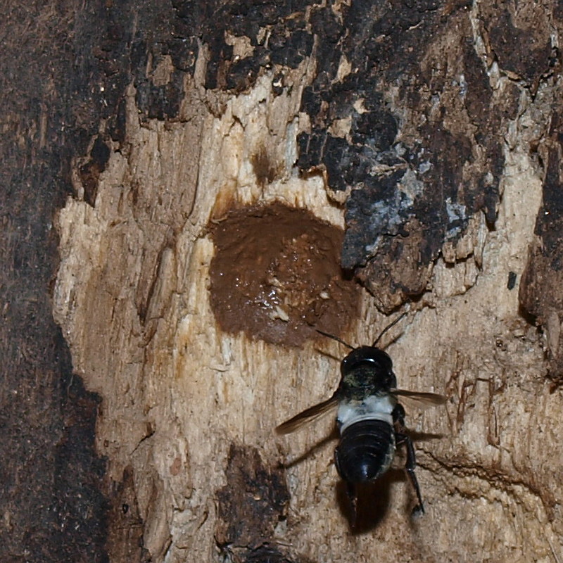 Spotting | Project Noah