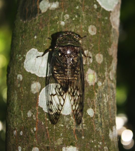 Cigarra / Cicada | Project Noah