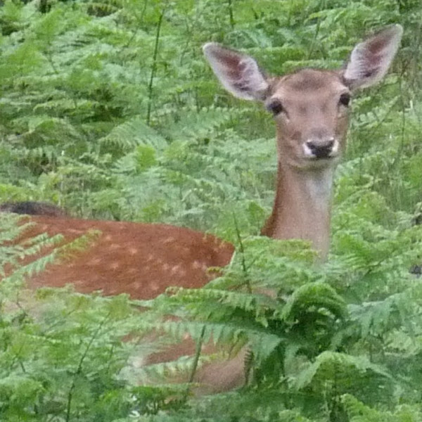 Fallow Deer | Project Noah
