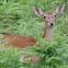 Fallow deer | Project Noah