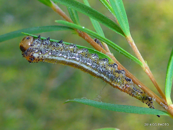 Spitfires Sawflies Grubs | Project Noah