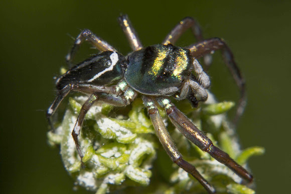 Banded Metallic-green Jumping Spider | Project Noah