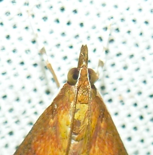 Pyrausta Moth | Project Noah