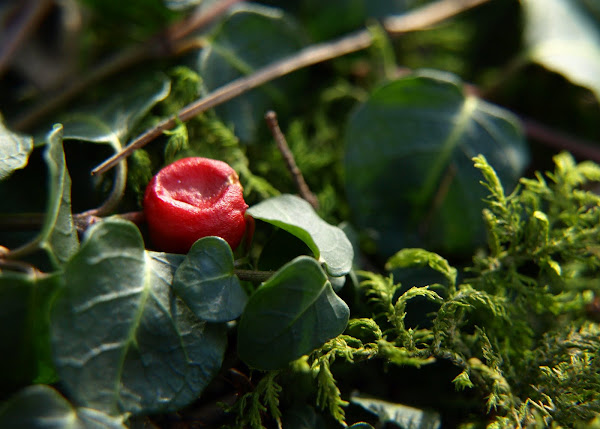 Partridge berry | Project Noah