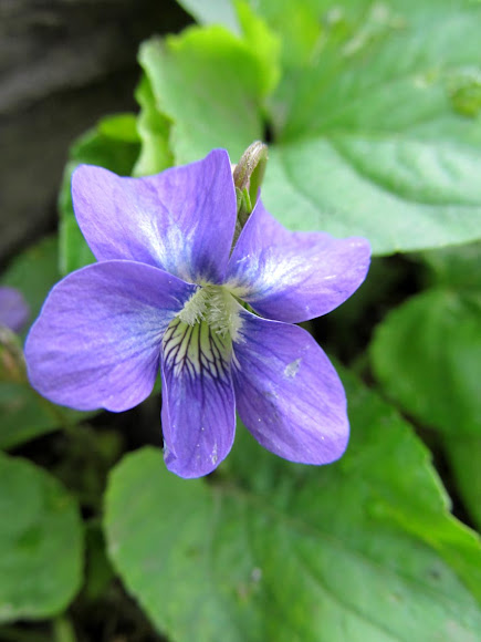 Common Blue Violet | Project Noah