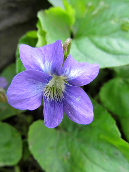 Common Blue Violet | Project Noah
