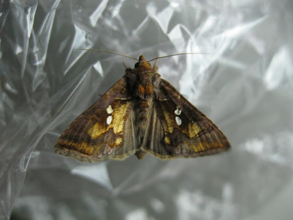 Tomato Looper | Project Noah