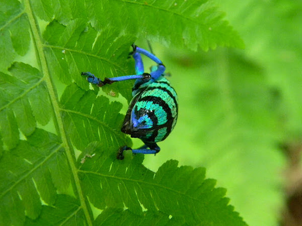 Eupholus weevil | Project Noah