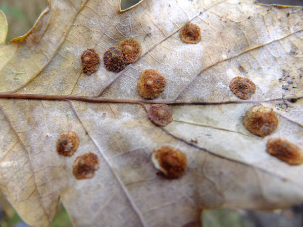Common Spangle galls on Oak leaf | Project Noah