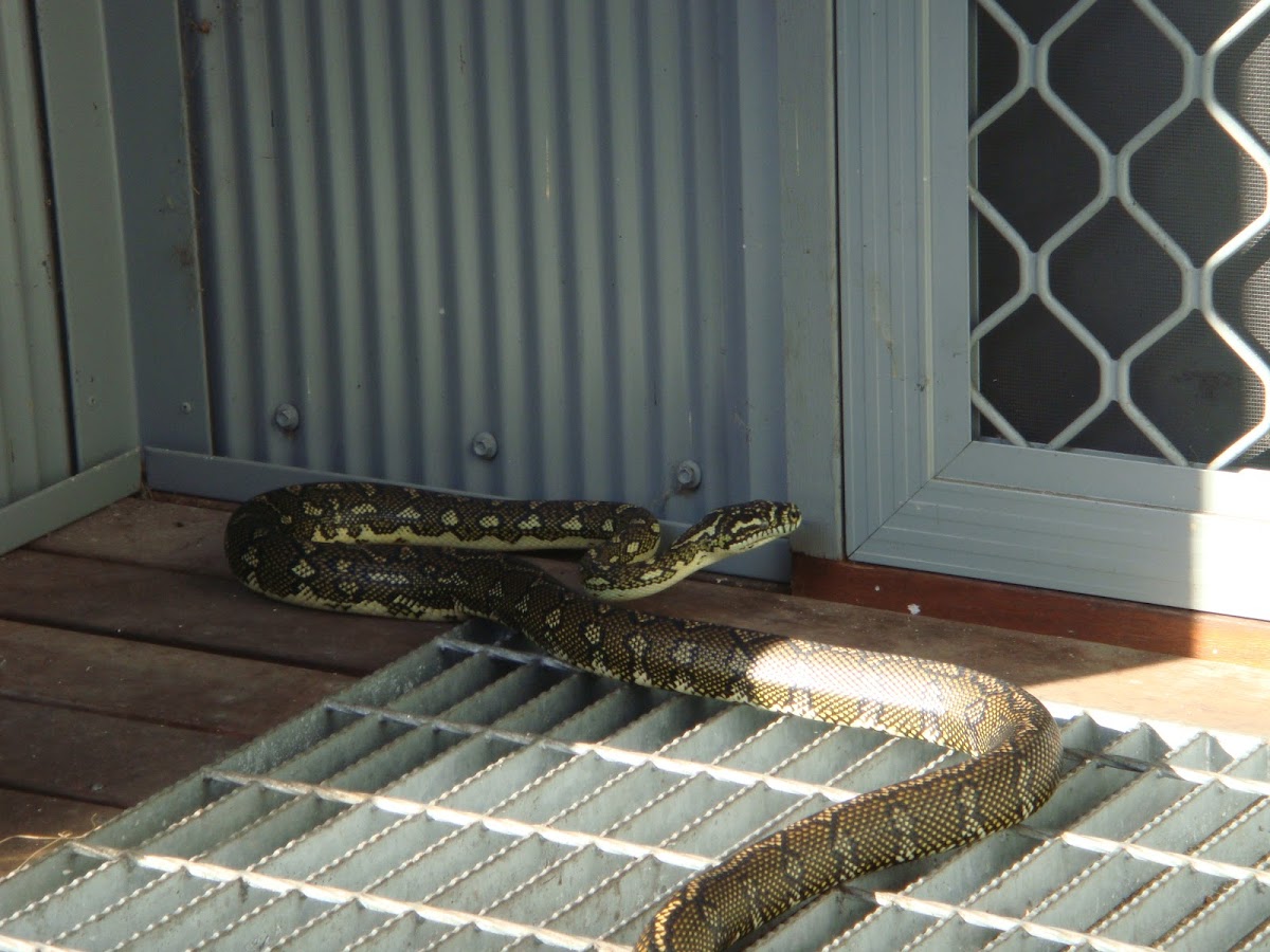 Diamond Python | Project Noah