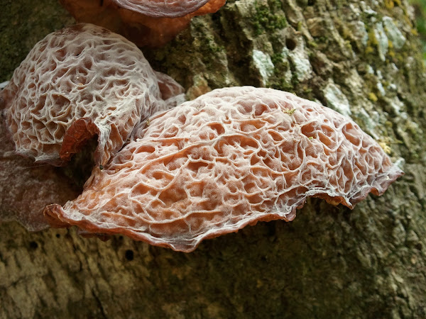 Oreja de arbol | Project Noah