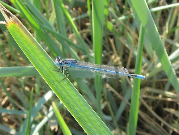 Common Blue Damselfly | Project Noah