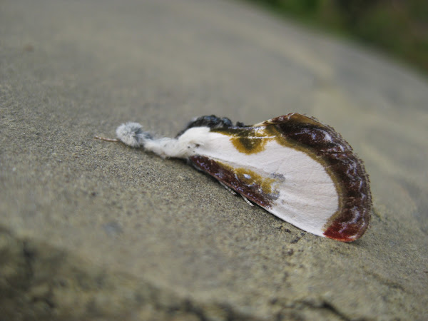 Bird Poop Moth or Pearly Wood Nymph | Project Noah