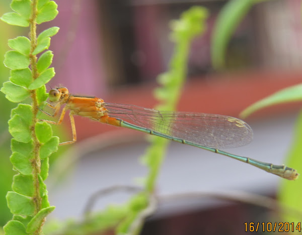 Damselfly | Project Noah