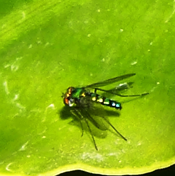 Long Legged Fly. | Project Noah