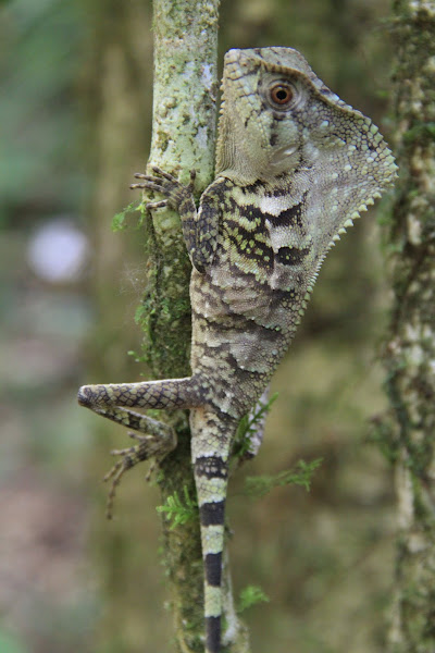 Helmeted Basilisk | Project Noah
