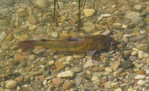 Brown Bullhead | Project Noah