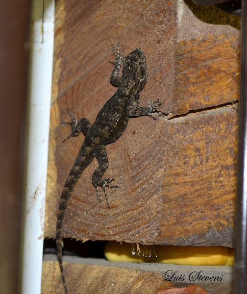 Lizard | Project Noah