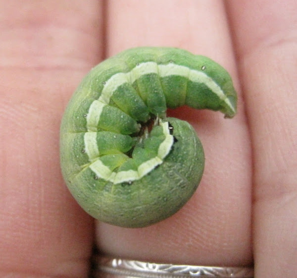Green Cutworm Moth | Project Noah