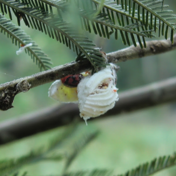 Cottony cushion scale | Project Noah