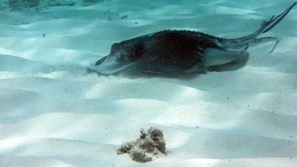 Southern Stingray | Project Noah
