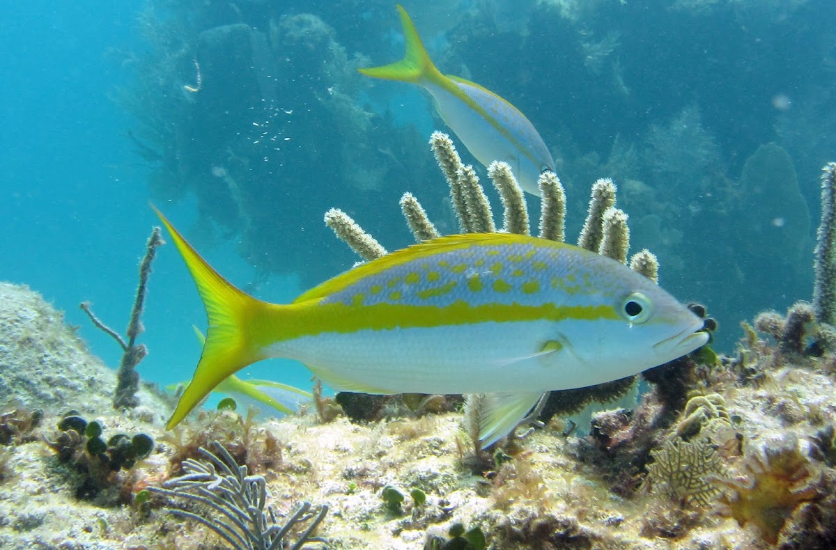 Yellowtail Snapper | Project Noah