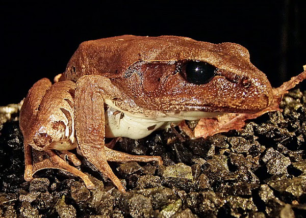 Cogger's Barred Frog | Project Noah