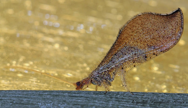 Beaded Lacewing | Project Noah