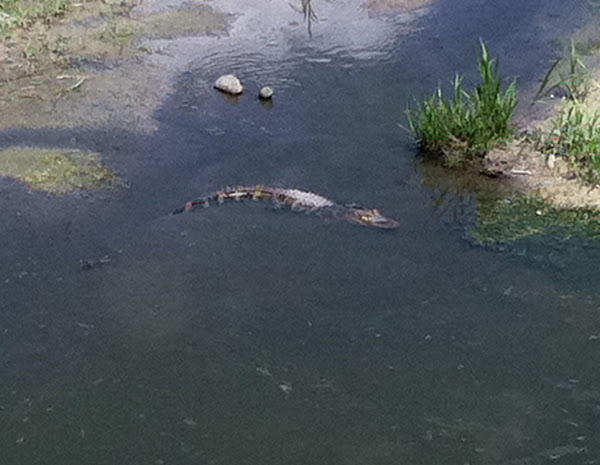 American alligator | Project Noah