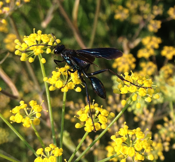 Blue Mud Dauber | Project Noah