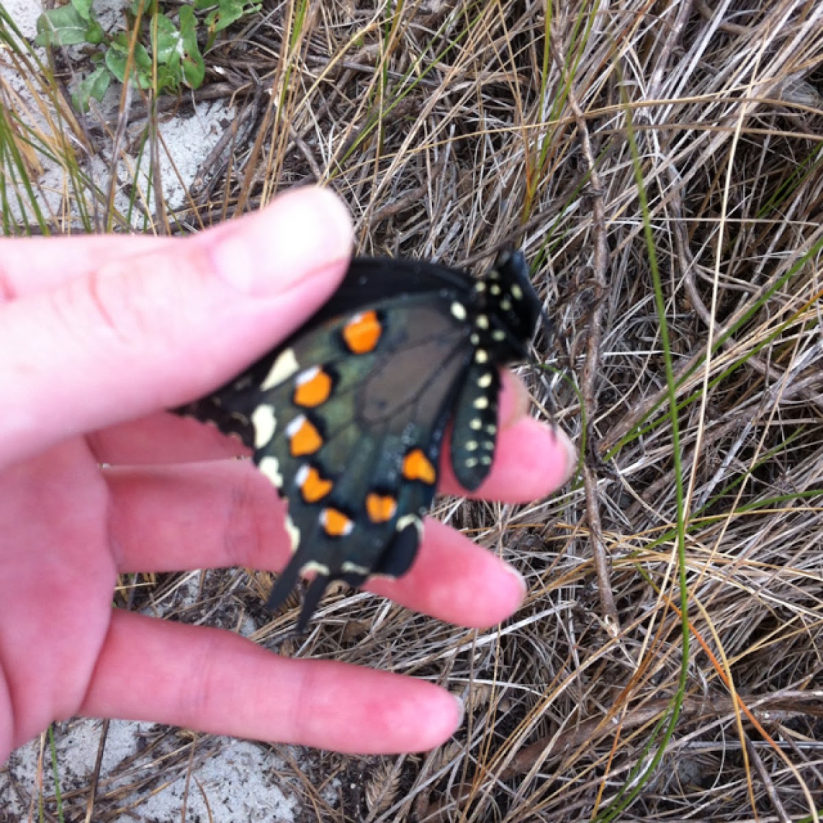 Pipevine Swallowtail | Project Noah