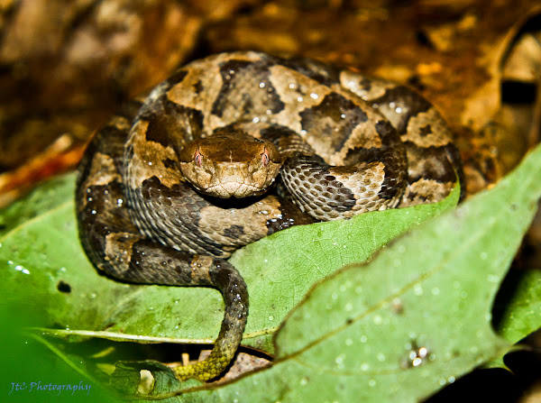 Northern Copperhead | Project Noah